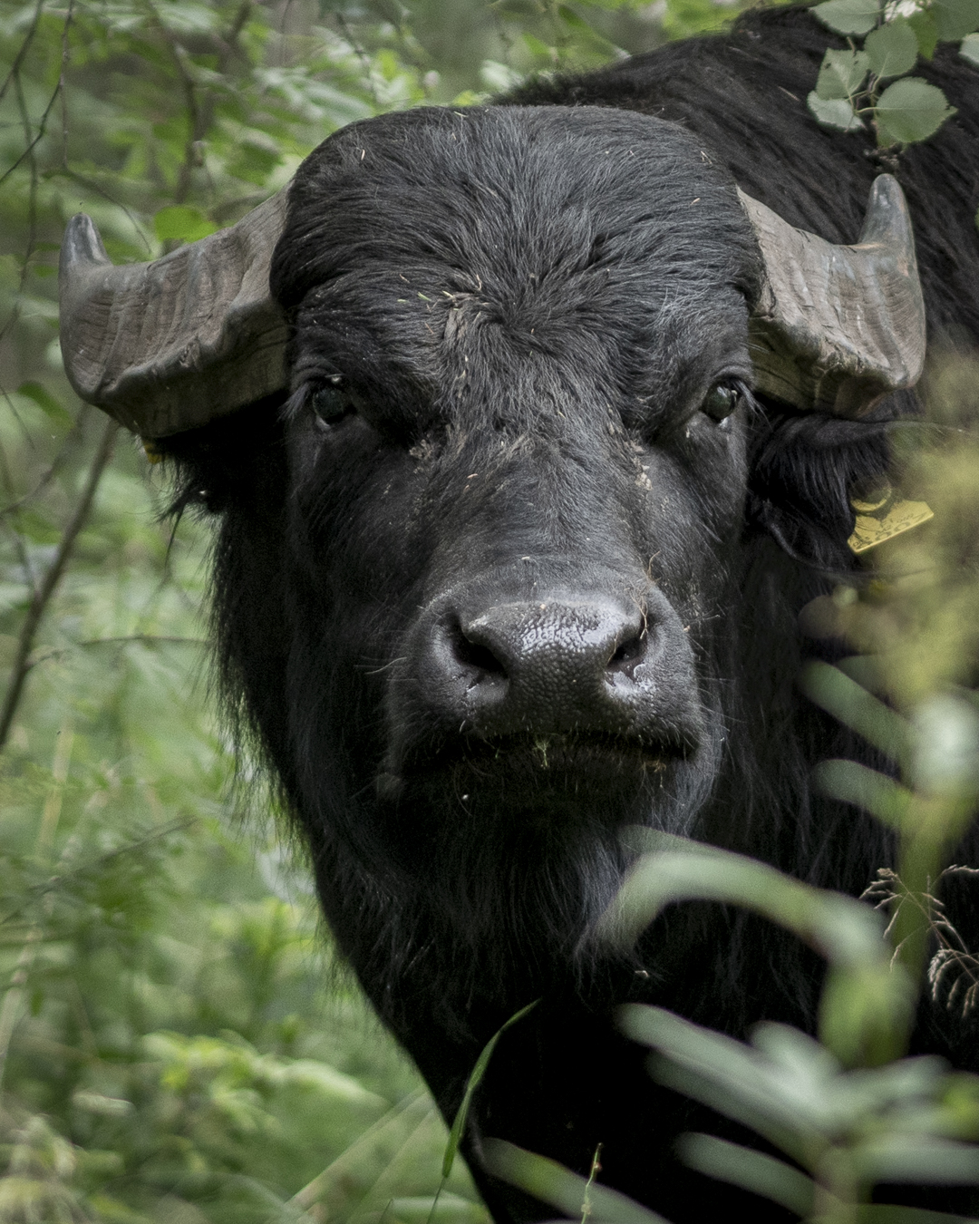 Vesipuhvelit Heinolassa - Heinola
